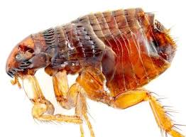 Pire kaç yumurta bırakır Zafer Mühendislik Haşere ilaçlama Servisi